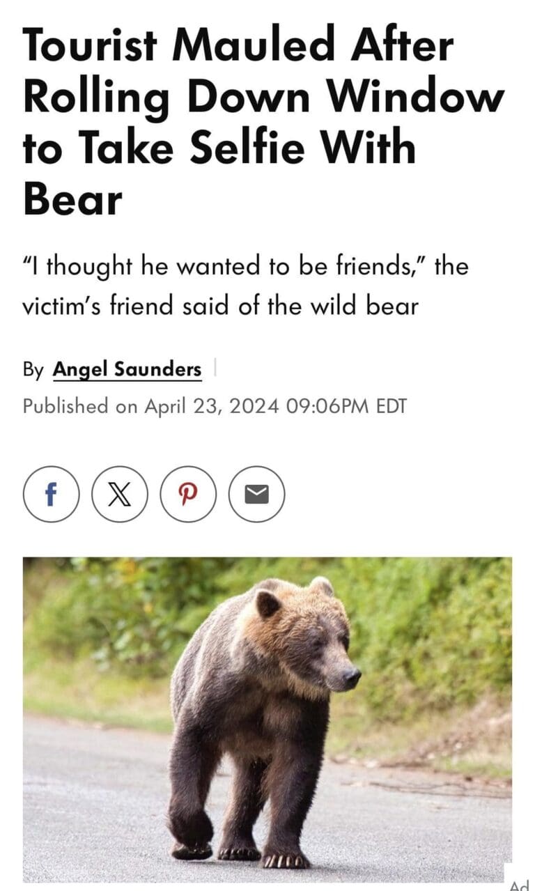 40 Bear-Themed Memes for Those Who Can’t Get Enough of These Furry Giants