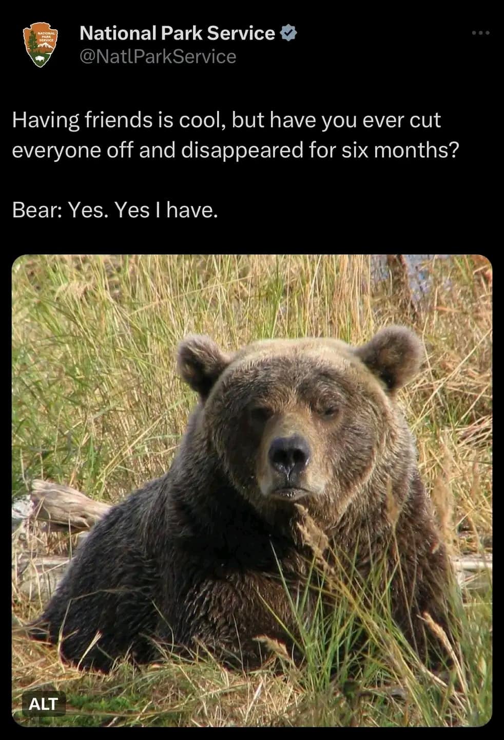 bear memes-21-8-28-2024 - Thunder Dungeon | The Funniest Memes. Period.