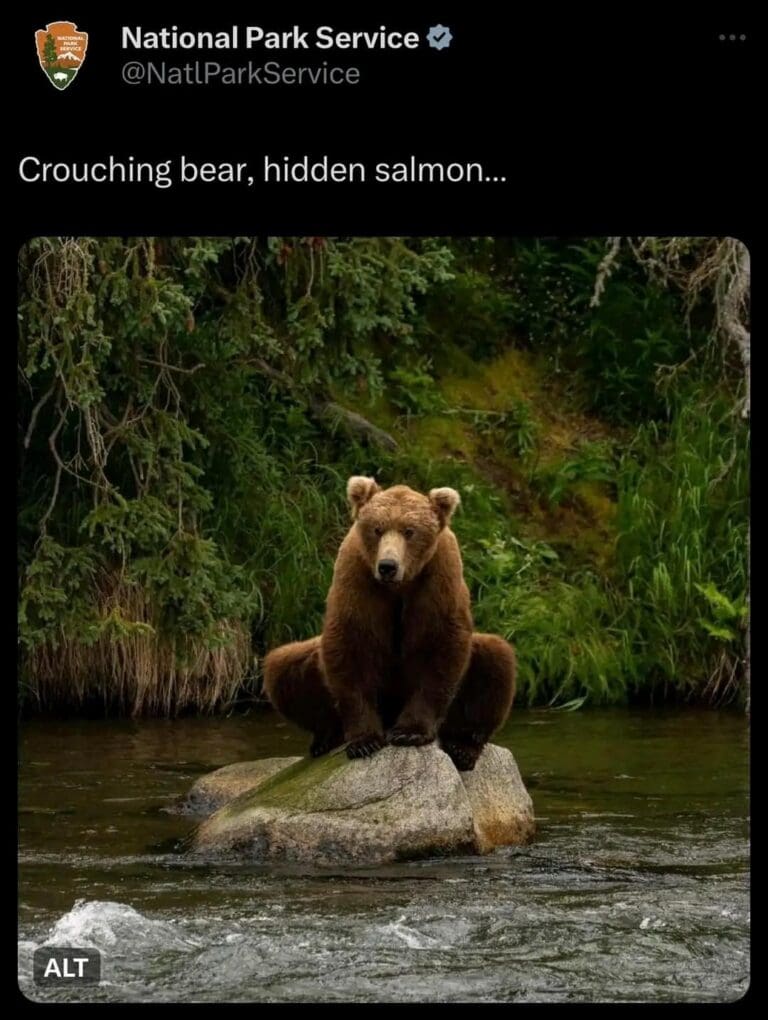 40 Bear-Themed Memes for Those Who Can’t Get Enough of These Furry Giants