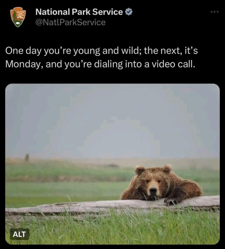 40 Bear-Themed Memes for Those Who Can’t Get Enough of These Furry Giants