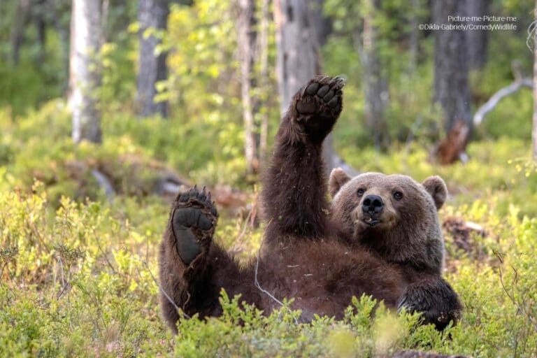 40 Bear-Themed Memes for Those Who Can’t Get Enough of These Furry Giants
