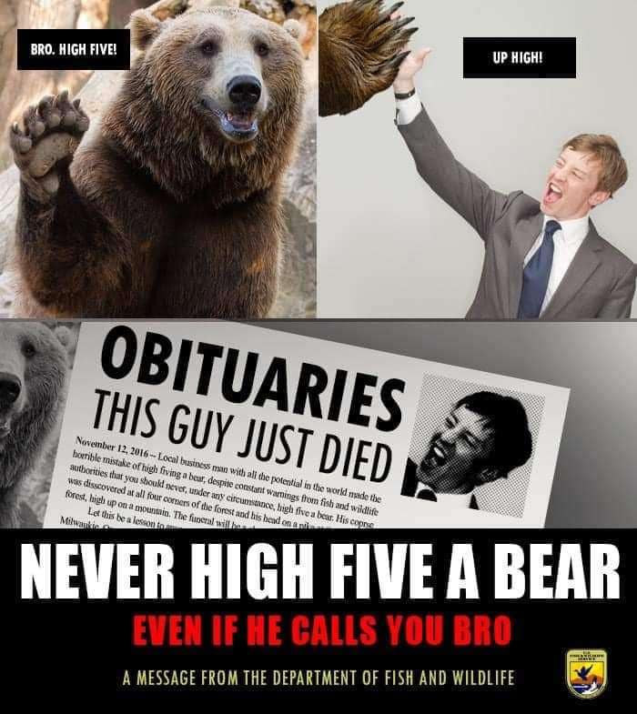 bear memes-40-8-28-2024 - Thunder Dungeon | The Funniest Memes. Period.