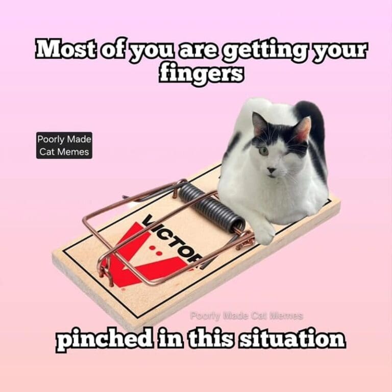 Cat Memes: 23 Motivational Kitties For Some Good Vibes