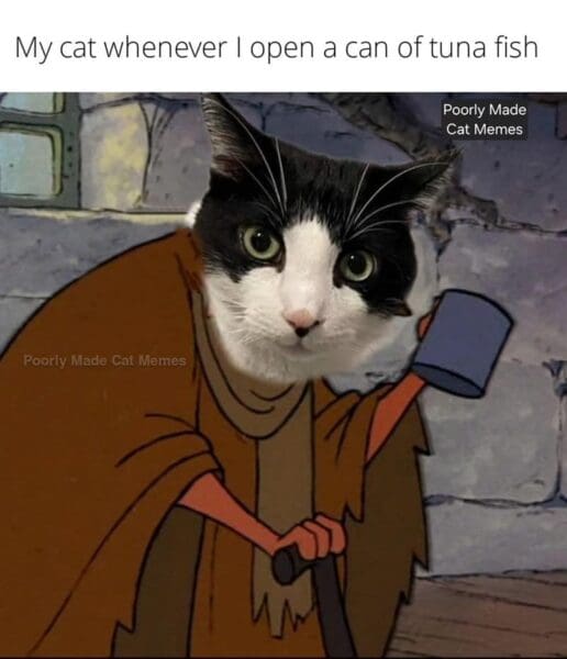 Cat Memes: 23 Motivational Kitties For Some Good Vibes