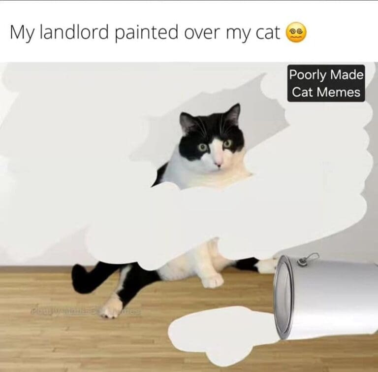 Cat Memes: 23 Motivational Kitties For Some Good Vibes