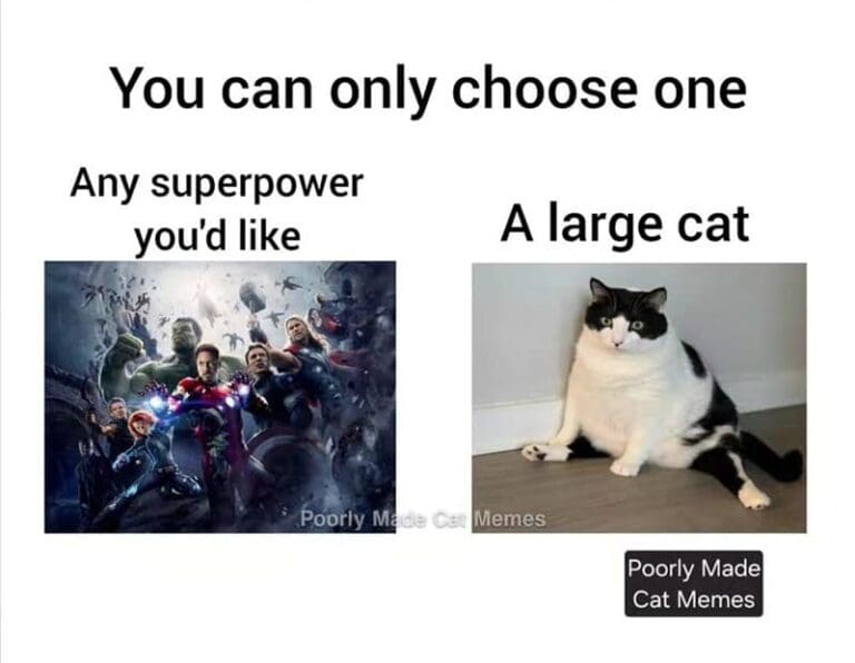 Cat Memes: 23 Motivational Kitties For Some Good Vibes