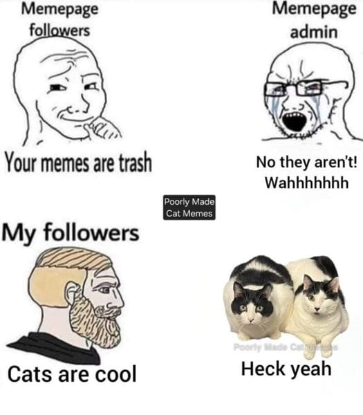 Cat Memes: 23 Motivational Kitties For Some Good Vibes