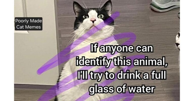 Cat Memes: 23 Motivational Kitties For Some Good Vibes