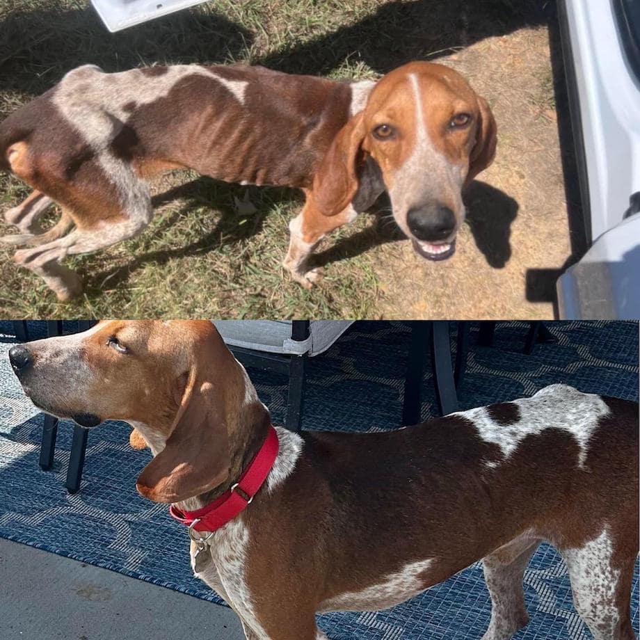 adopted animals before and after-21-9-25-2024 - Thunder Dungeon | The Funniest Memes. Period.