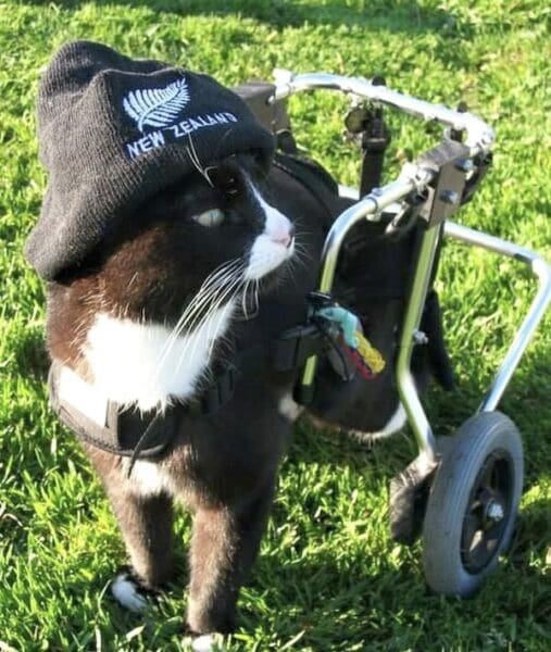 These 30 Disabled Animals With Awesome Prosthetics Will Warm Your Heart