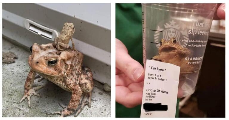 Frog Memes: 32 Memes and Cute Pics With Froggos