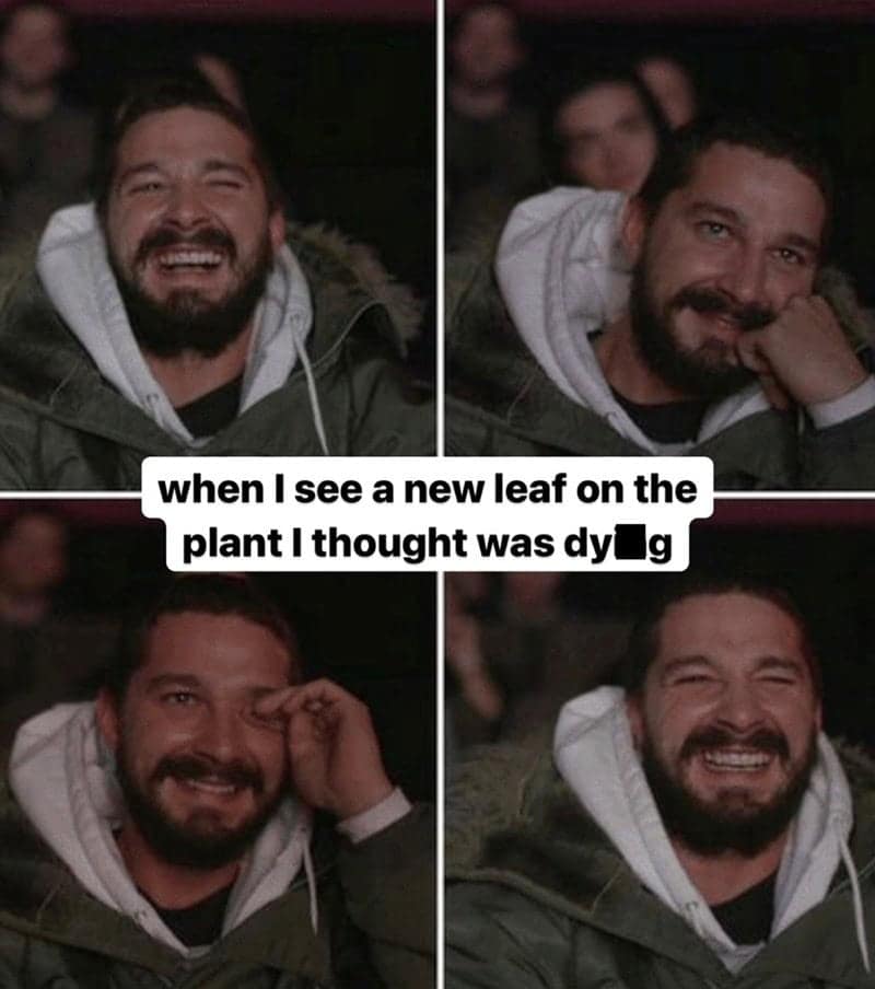 plant memes-7-9-11-2024 - Thunder Dungeon | The Funniest Memes. Period.
