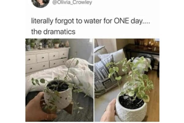 35 Plant Memes for People Who Struggle to Keep Their Plants Alive