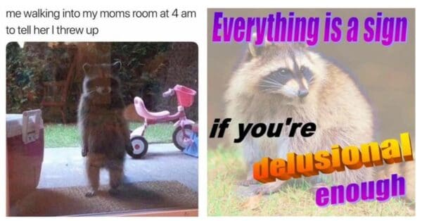 Raccoon Memes: 28 Chaotically Funny Raccoon Memes