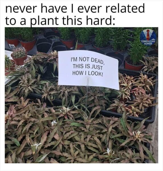 Dark Humor Memes: 43 Memes That Are Hilariously Bleak