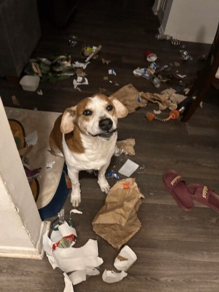 19 Guilty Dogs Caught in the Act and Are Going Straight to Doggy Jail