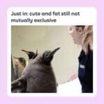 Pesto The Penguin Memes: 15 Gems About Baby Pesto