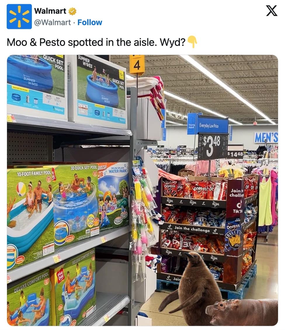 Pesto The Penguin Memes: 15 Gems About Baby Pesto