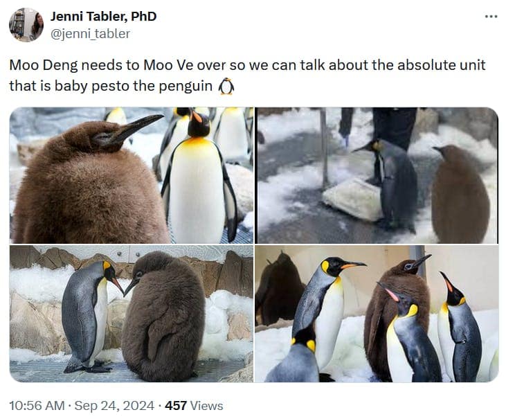 Pesto The Penguin Memes: 15 Gems About Baby Pesto