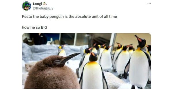 Pesto The Penguin Memes: 15 Gems About Baby Pesto