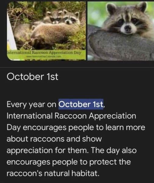 Raccoon Memes: 40 Chaotically Funny Raccoon Memes