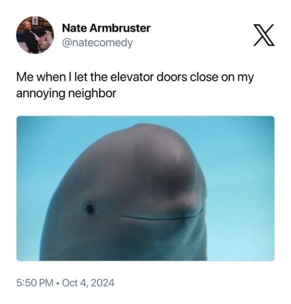 Smiling Dolphin Memes: 25 of the Newest Happy Meme
