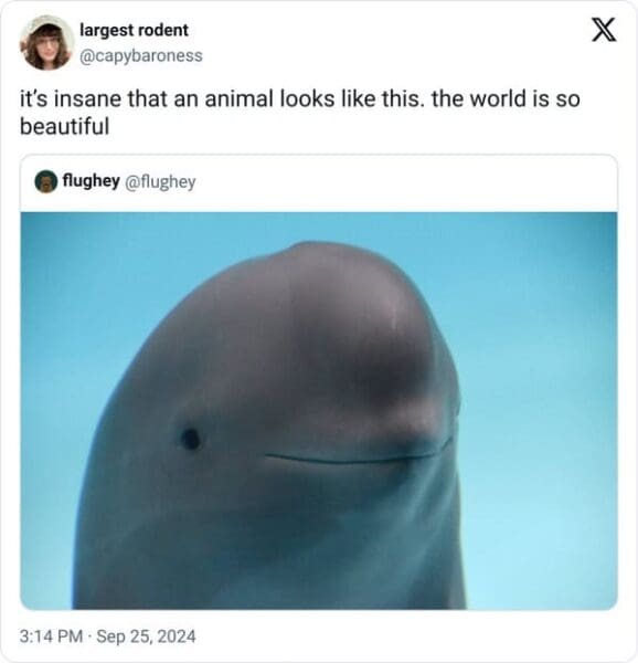 Smiling Dolphin Memes: 25 of the Newest Happy Meme
