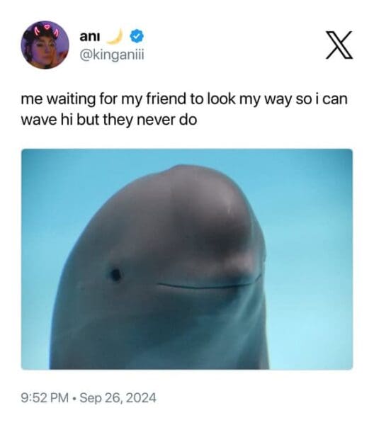 Smiling Dolphin Memes: 25 of the Newest Happy Meme