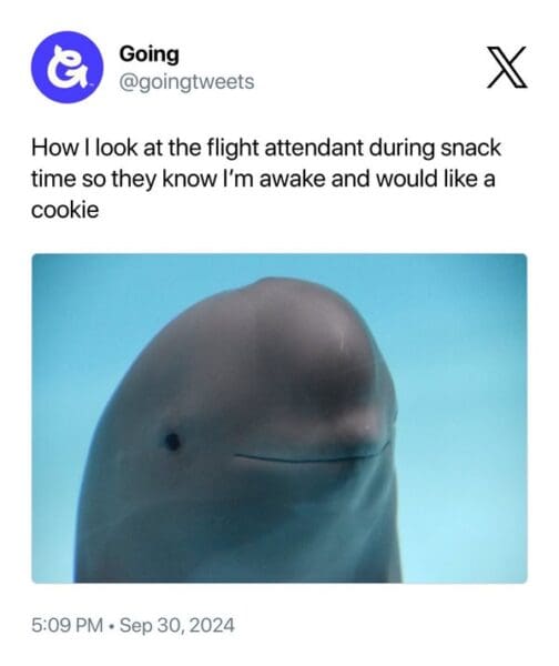 Smiling Dolphin Memes: 25 of the Newest Happy Meme