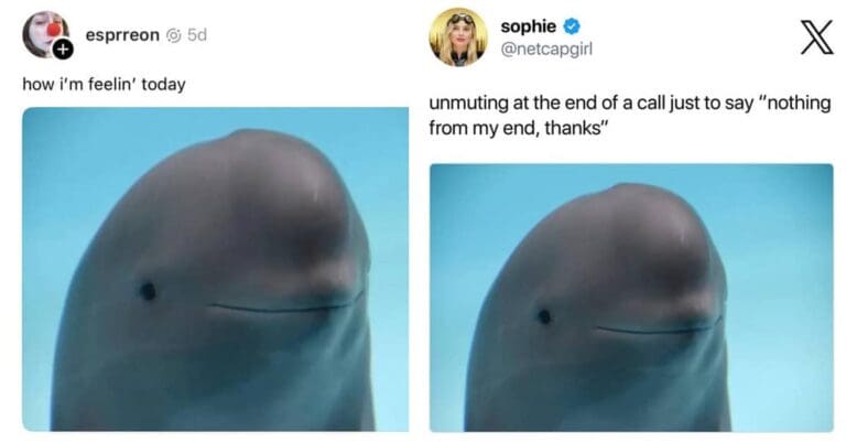 Smiling Dolphin Memes: 25 of the Newest Happy Meme