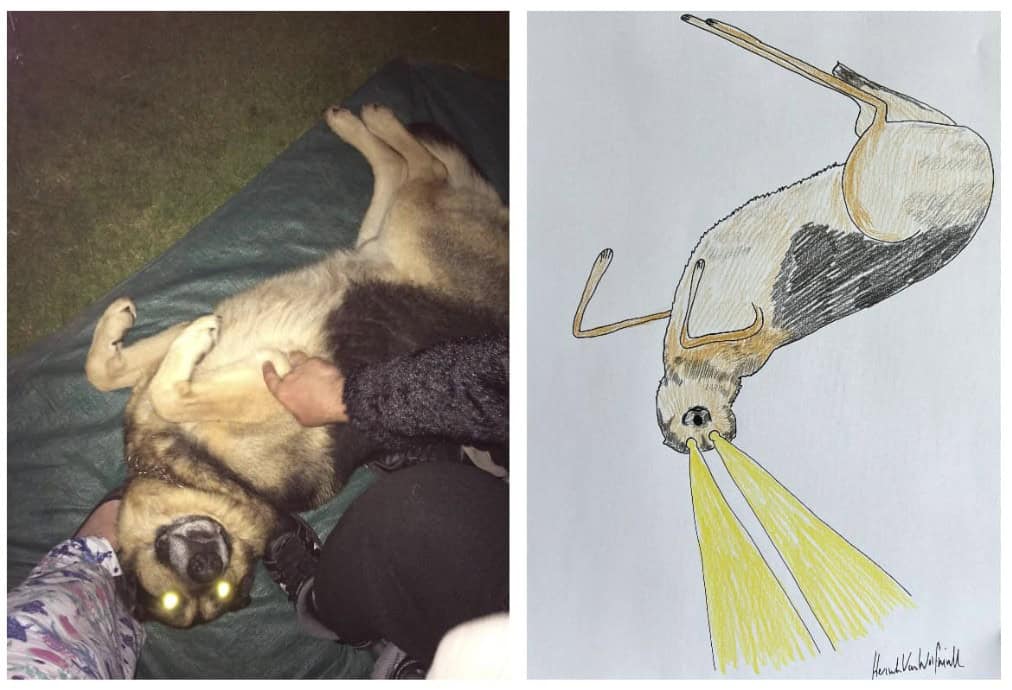 terrible drawings of pets-23-10-8-2024 - Thunder Dungeon | The Funniest ...