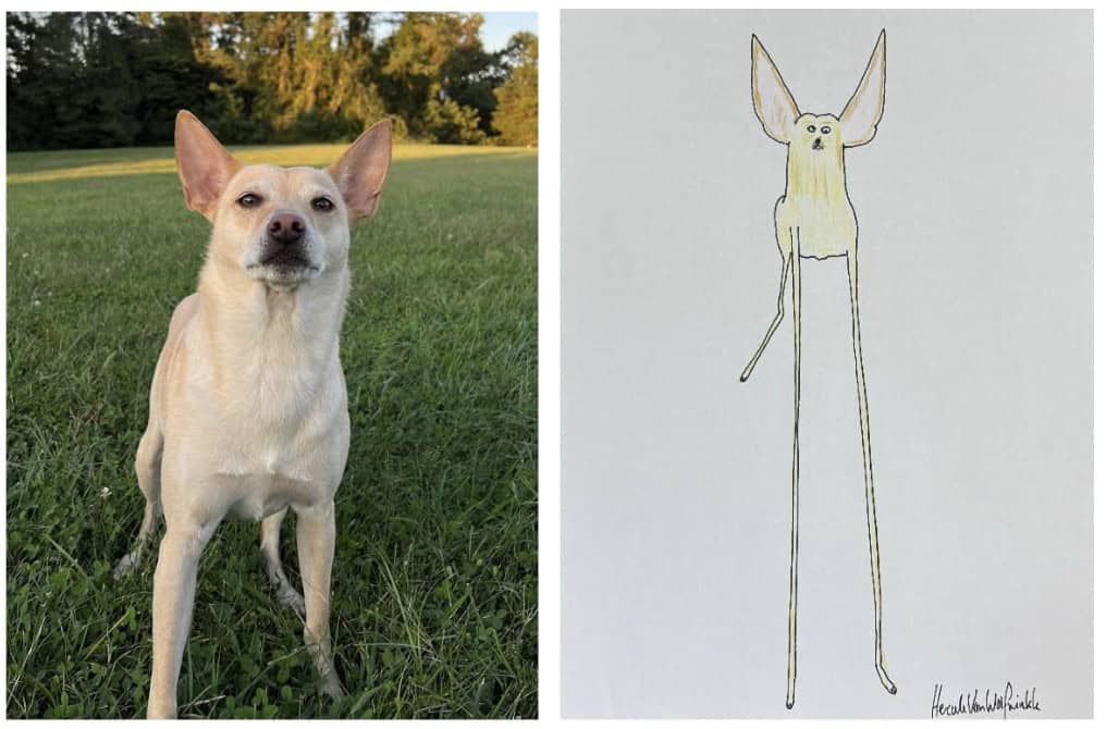 terrible drawings of pets-24-10-8-2024 - Thunder Dungeon | The Funniest Memes. Period.