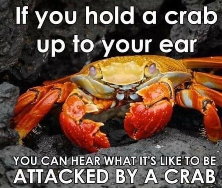 Crab Memes: 40 Hilariously Weird Gems About CRABS