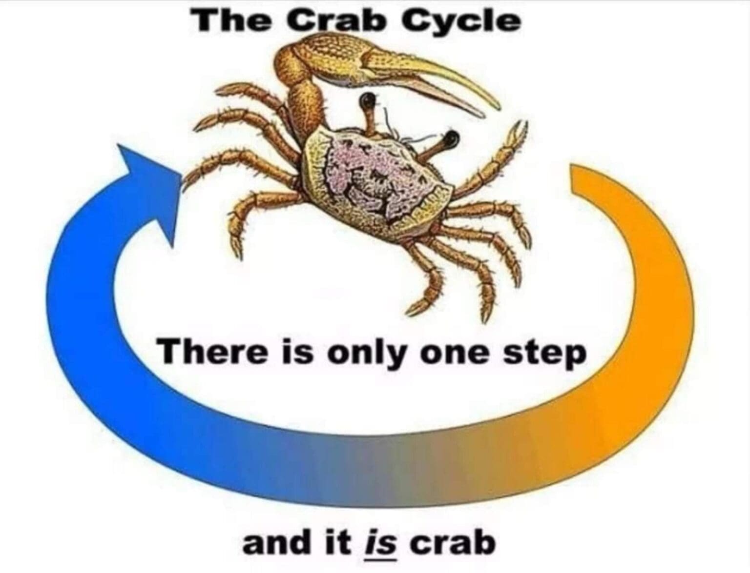 Crab Memes: 40 Hilariously Weird Gems About CRABS