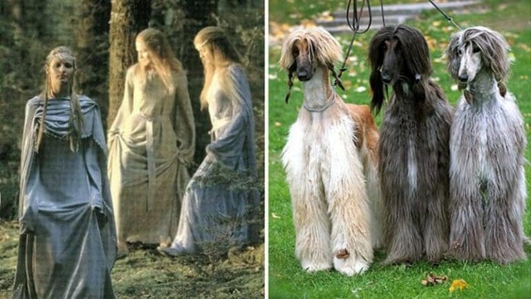 18 Lord of the Rings Characters as Dogs That Are Surprisingly Accurate
