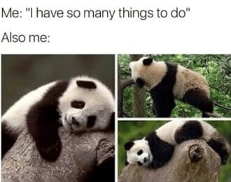 38 Hilarious Panda Memes Perfect for Introverts Everywhere