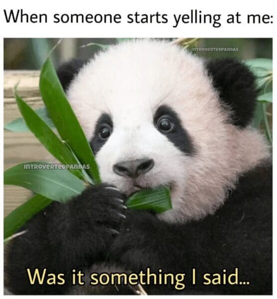 38 Hilarious Panda Memes Perfect for Introverts Everywhere