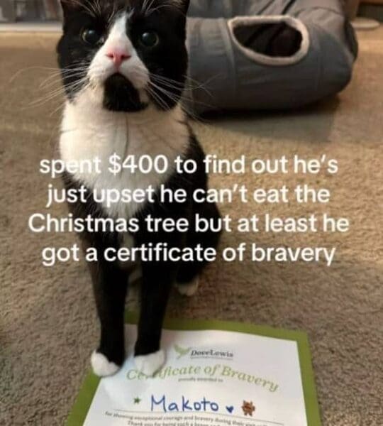 Christmas Animal Memes: 35 Festive Furballs