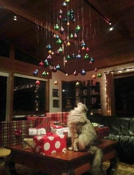 Christmas Cat Memes: 39 Pics of Fur, Festivity, and Feigned Cheer