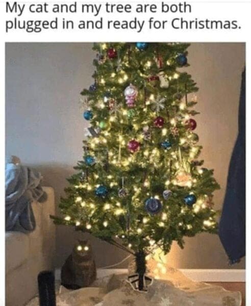 Christmas Cat Memes: 39 Pics of Fur, Festivity, and Feigned Cheer