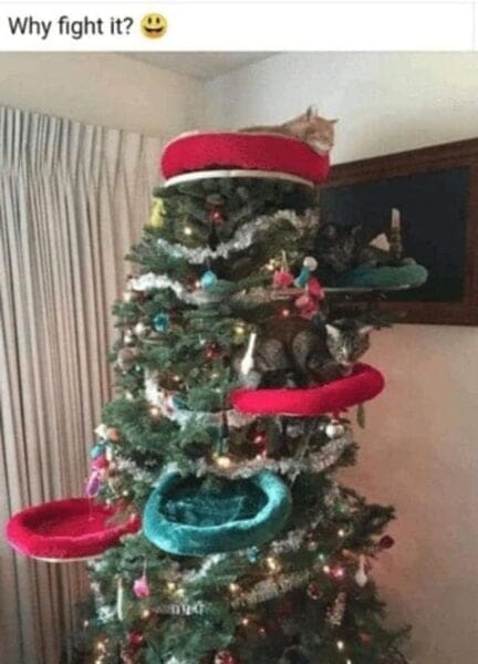 Christmas Cat Memes: 39 Pics of Fur, Festivity, and Feigned Cheer