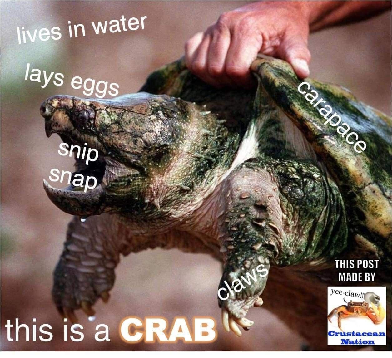 Classic Memes: 25 Blasts from the Recent Past
