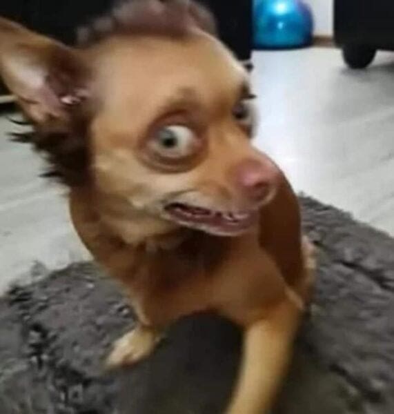 28 Creepy Dogs That Blur The Line Between Cute And Cryptid