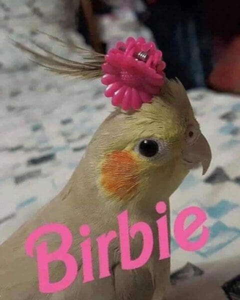 Bird Memes: 35 Memes About Our Weird Feathered Friends