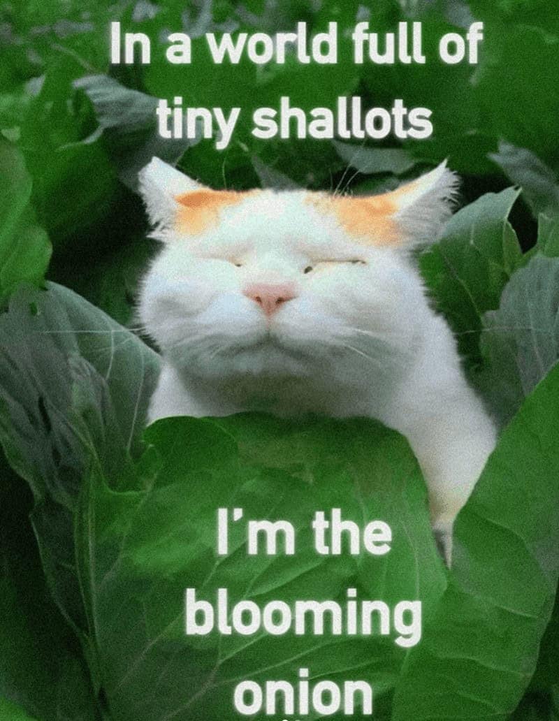 onion memes-10-2-4-2025 - Thunder Dungeon | The Funniest Memes. Period.