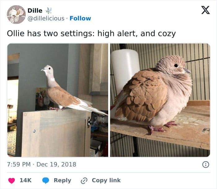 bird memes-26-3-21-2025 - Thunder Dungeon | The Funniest Memes. Period.