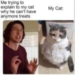 Cat Memes: 40 Memes to Ponder While Your Cat Judges You