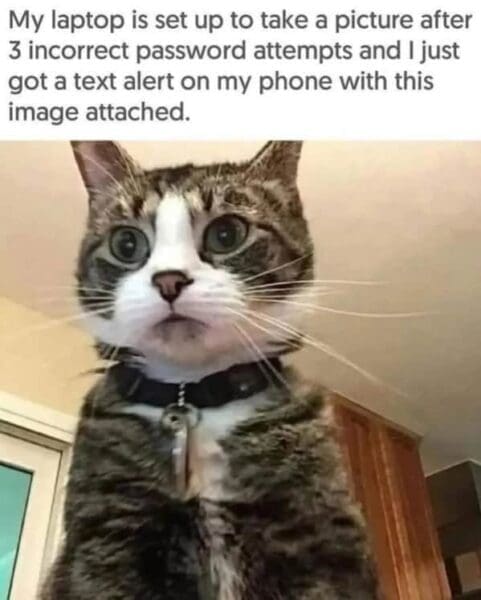 Cat Memes: 40 Memes to Ponder While Your Cat Judges You