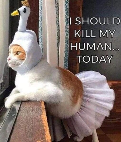 Cat Memes: 40 Memes to Ponder While Your Cat Judges You