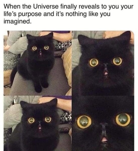 Cat Memes: 40 Memes to Ponder While Your Cat Judges You